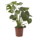 GAMMA | Monstera Deliciosa potmaat 21 cm kopen?