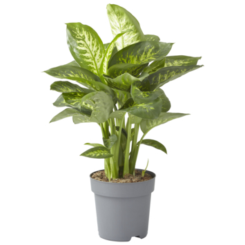 Dieffenbachia reeva en pot 24 cm | | GAMMA.be