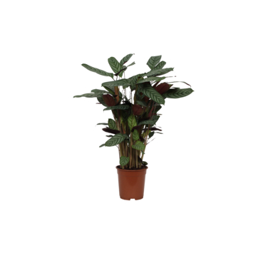GAMMA | Calathea mix potmaat 21cm kopen? | Bloemen, planten & potten