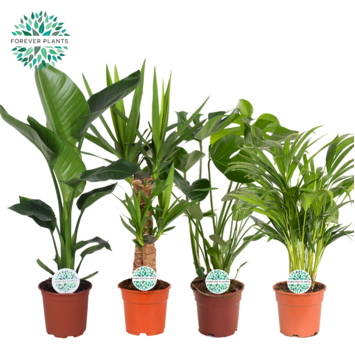 Palmen verschillende soorten potmaat 17 cm kopen? Bloemen & planten ...